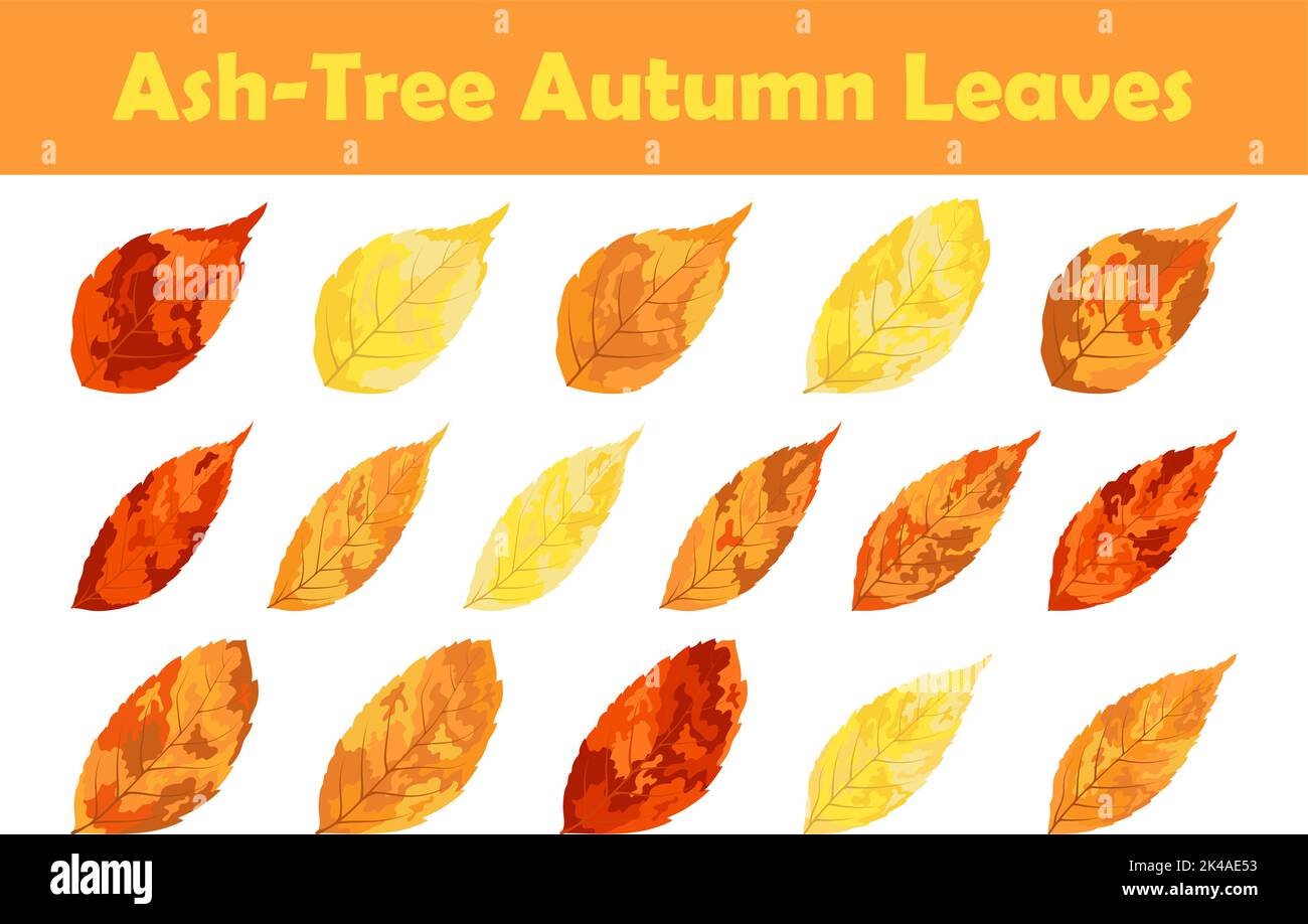 Single leaf ash Stock Vector Images - Alamy