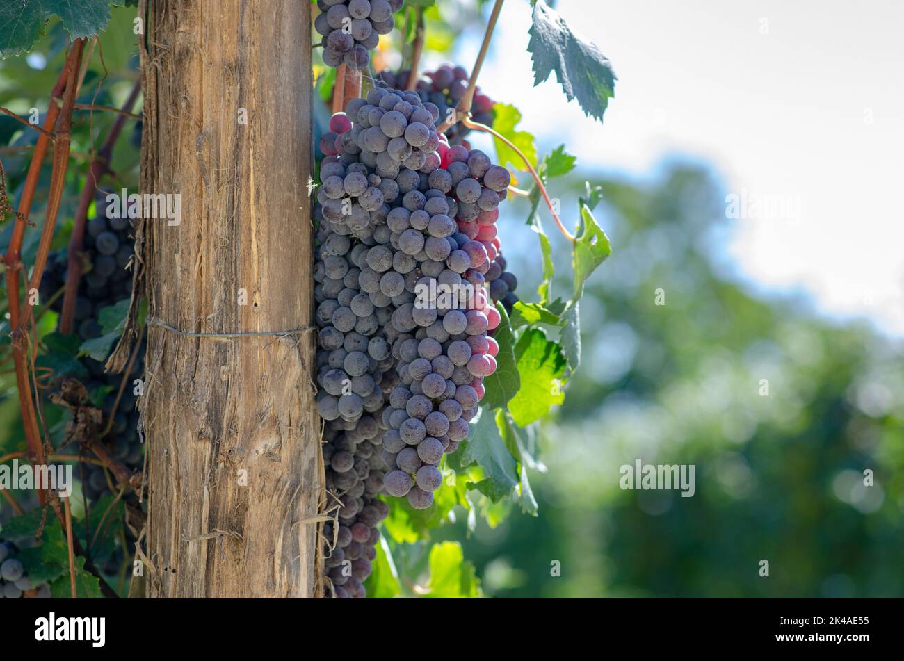 Red grape vines hi-res stock photography and images - Alamy