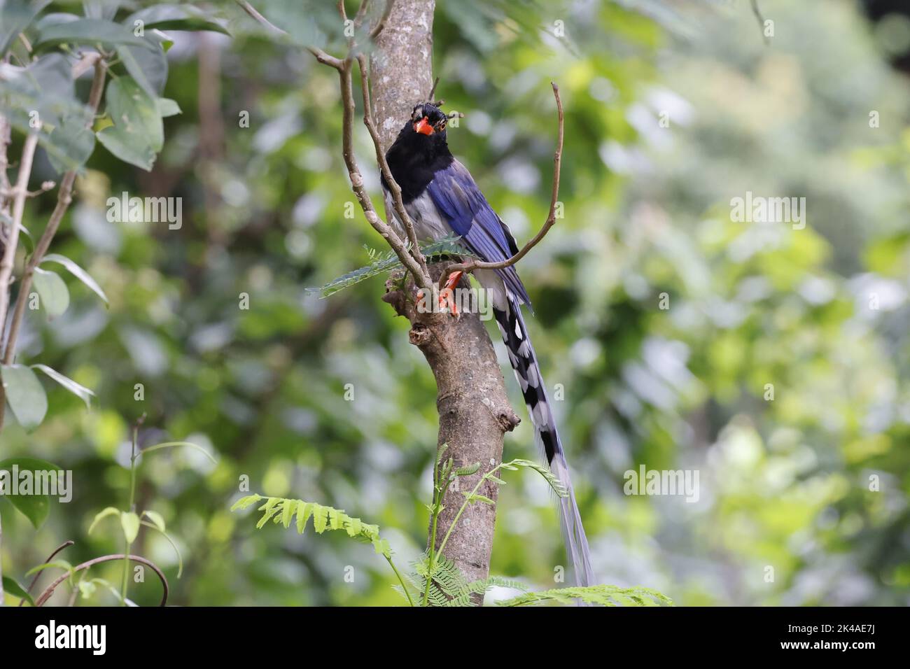 A closeup shot of an adorable red-billed blue magpie (Urocissa ...