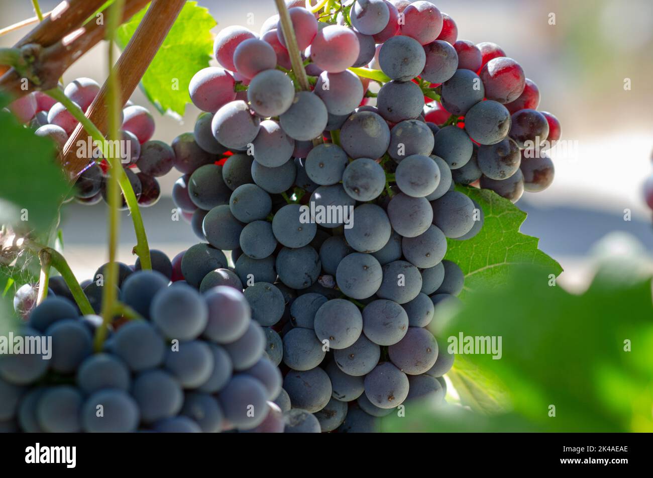 Grapes: bunch of red grapes, in rows with vines full of red grapes. At ... Grapes: bunch of red grapes, in rows with vines full of red grapes. At ...