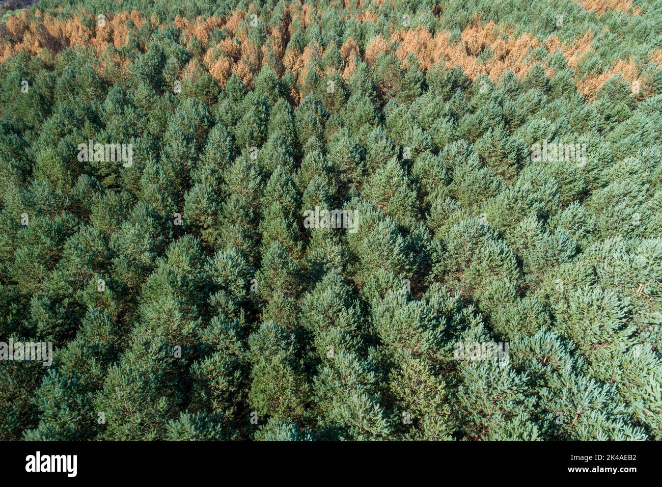 Evergreen forest fire aerial hi-res stock photography and images - Alamy