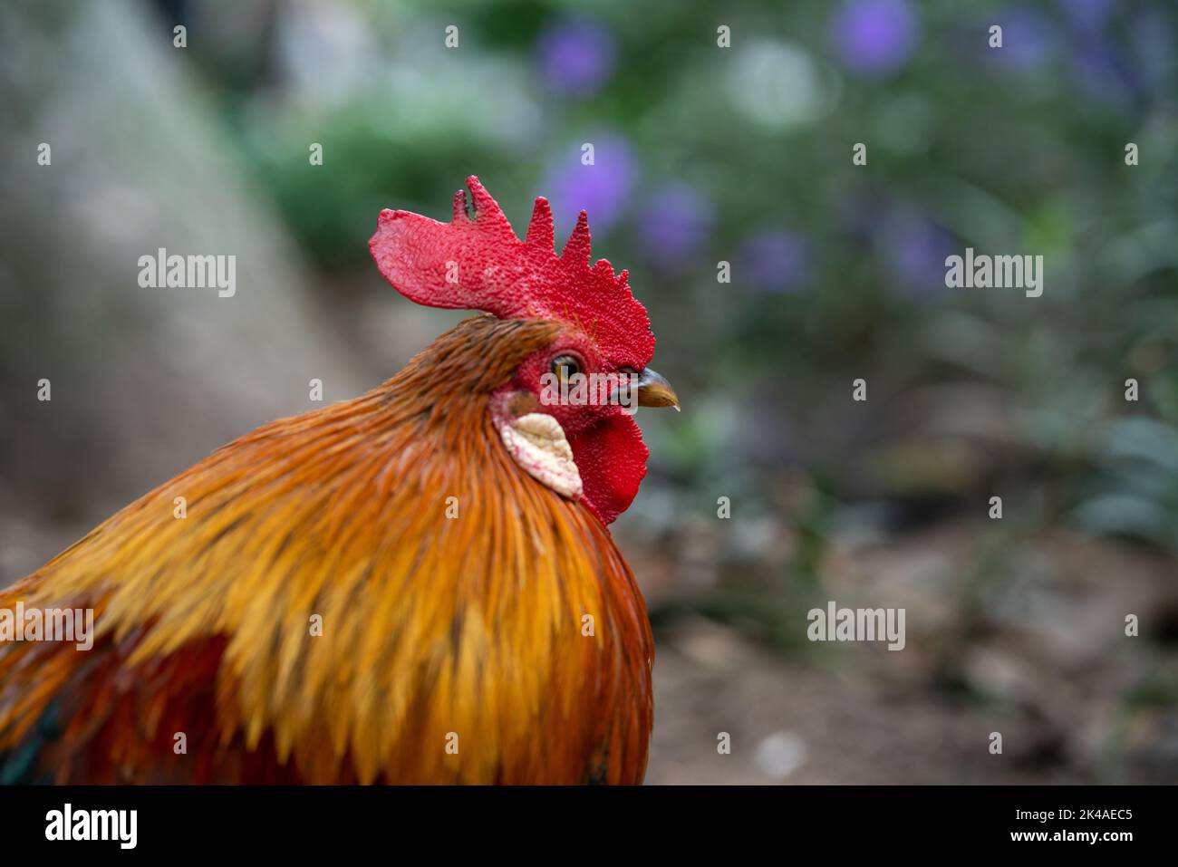 Close up of rooster - Horizontal shot with copy space. Farm animals ...