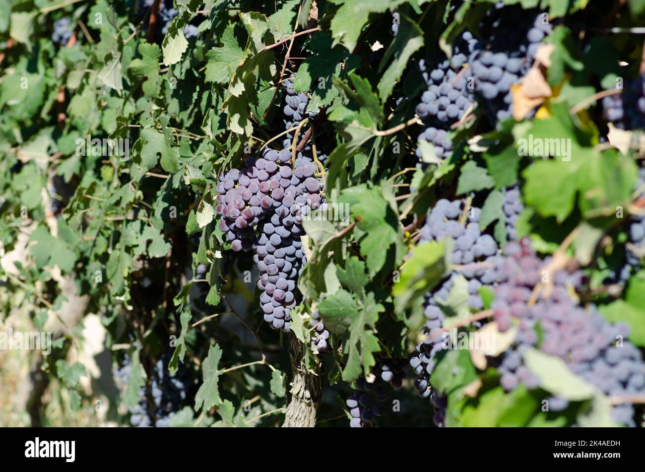 Grapes: bunch of red grapes, in rows with vines full of red grapes. At ... Grapes: bunch of red grapes, in rows with vines full of red grapes. At ...