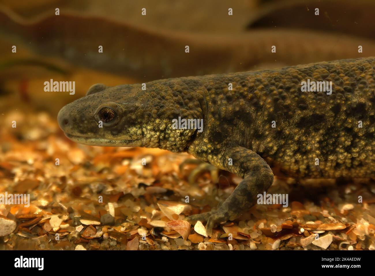 Closeup on an aquatic endangered African Algerian ribbed newt ...