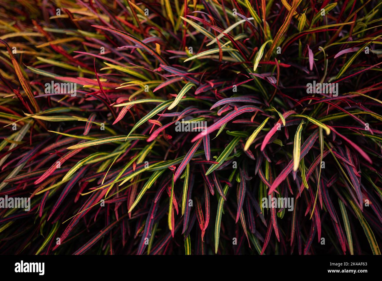 Fire croton or codiaeum variegatum foliage. Narrow leaves of Zanzibar ...