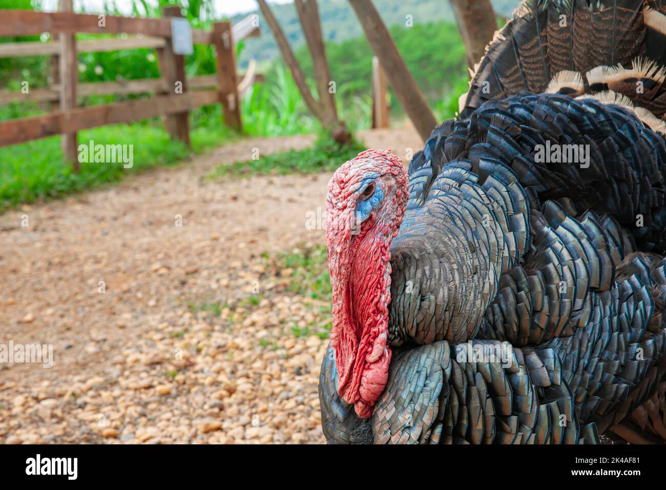 wild turkey walk on soil in country farm Stock Photo - Alamy