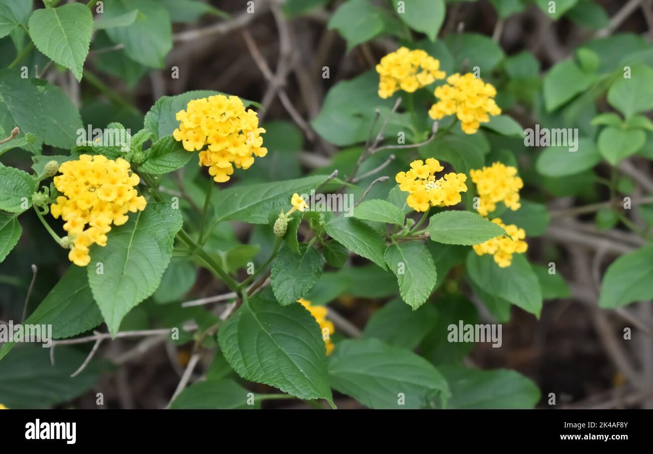 A selective focus picture of Small yellow colored flowers called ...