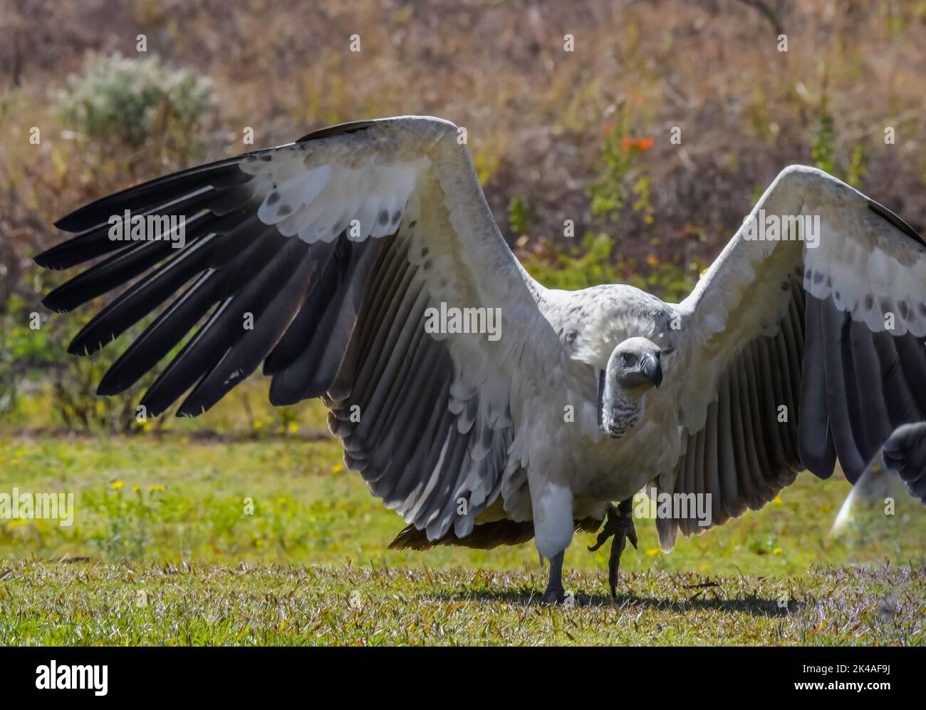 Giants castle national park hi-res stock photography and images - Alamy