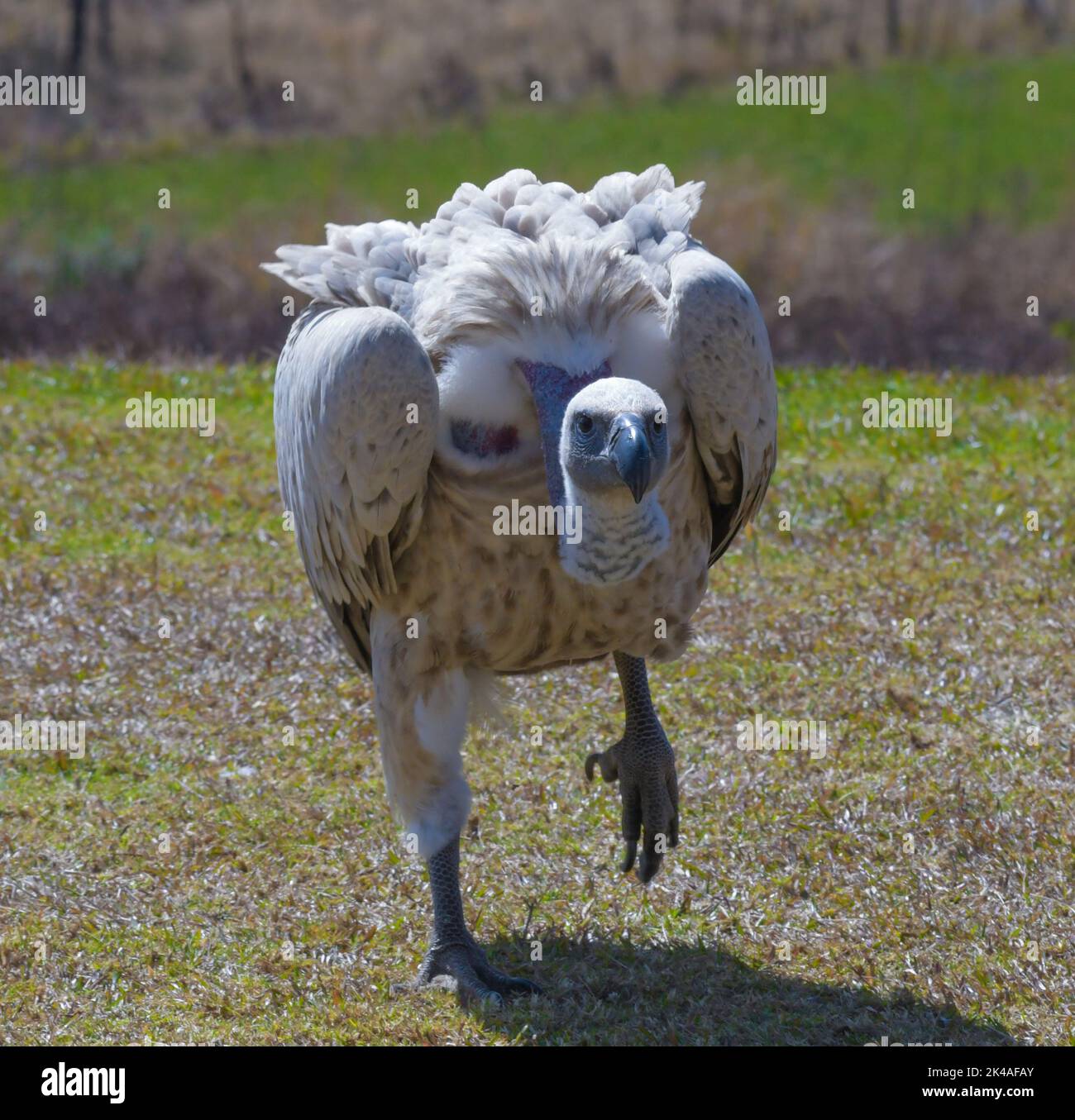 Cape Griffon vulture in Giant's castle South Africa Stock Photo - Alamy
