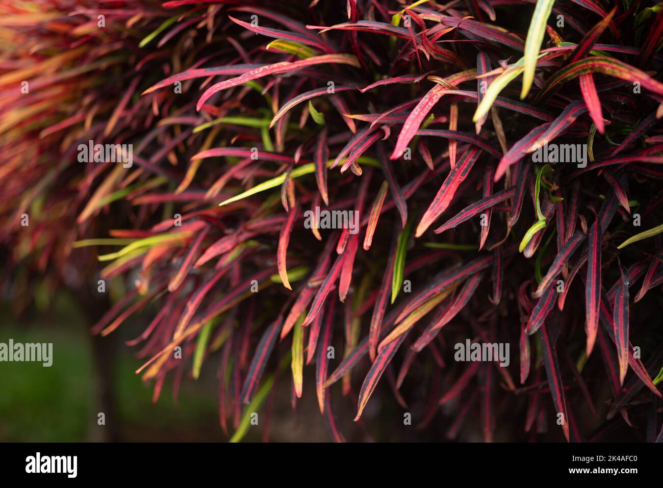 Fire croton or codiaeum variegatum foliage. Narrow leaves of Zanzibar ...