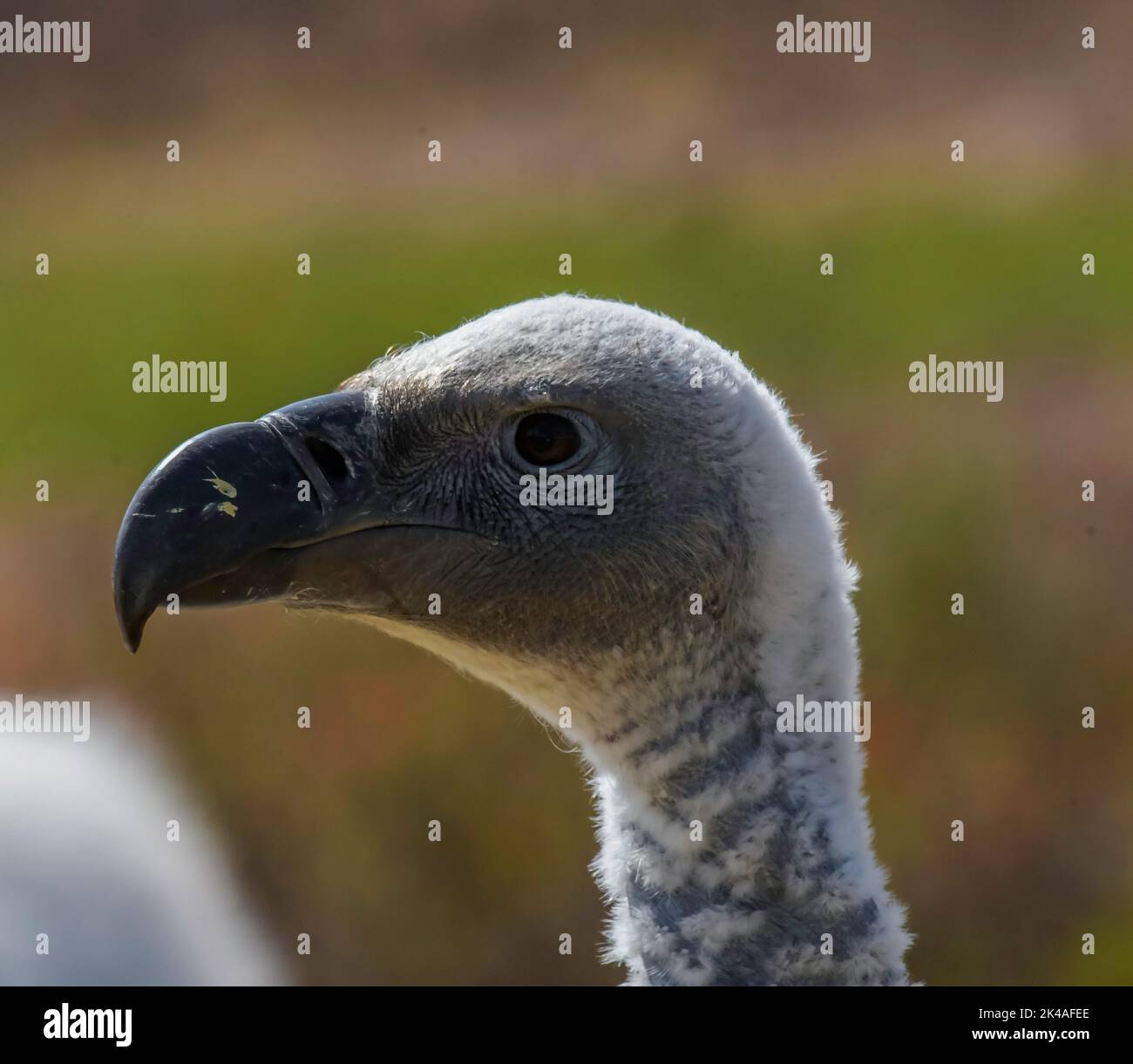 Cape Griffon vulture in Giant's castle South Africa Stock Photo - Alamy