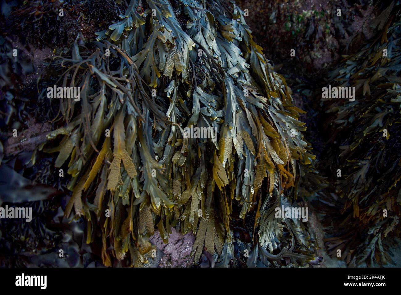 Serrated wrack ( fucus serratus) and other algae on Atlantic rocky ...