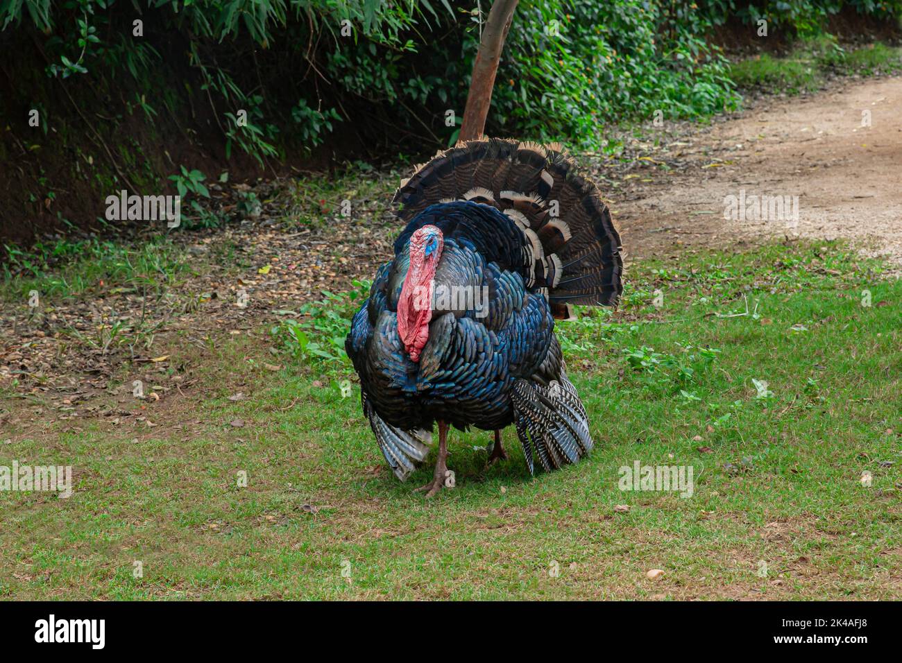 wild turkey walk on soil in country farm Stock Photo - Alamy