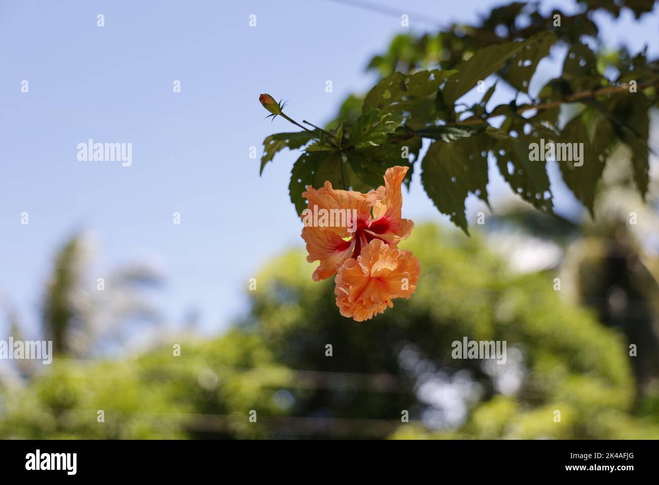 An orange, flowering Hibiscus Standard (Tequila) in the garden Stock ...
