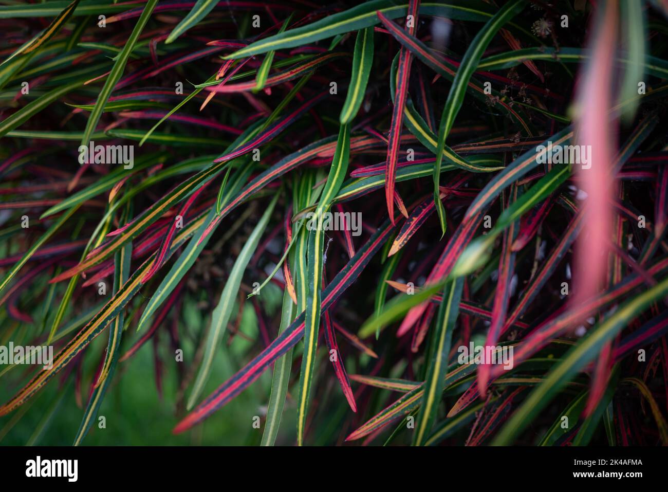 Fire croton or codiaeum variegatum foliage. Narrow leaves of Zanzibar ...