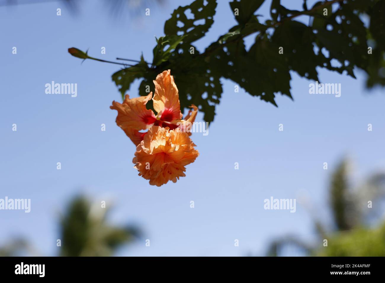 An orange, flowering Hibiscus Standard (Tequila) in the garden Stock ...