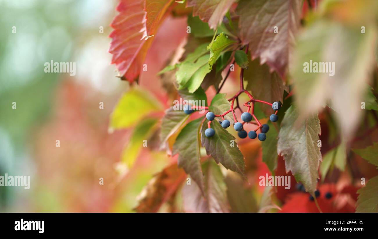 Bright juicy colors of autumn wild grapes. Wild grapes are blown by the ...