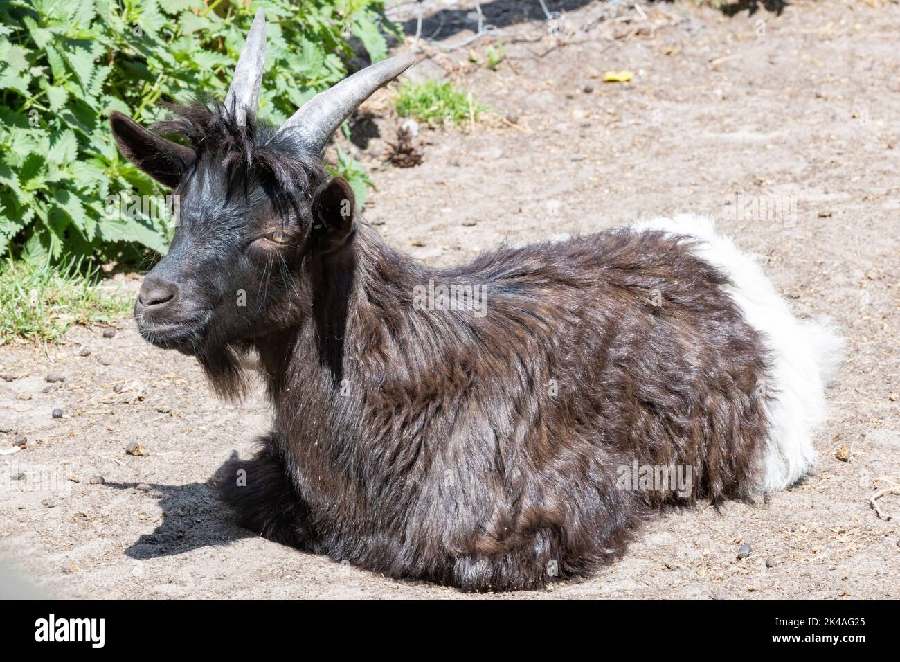 A black goat sitting in the farm Stock Photo - Alamy