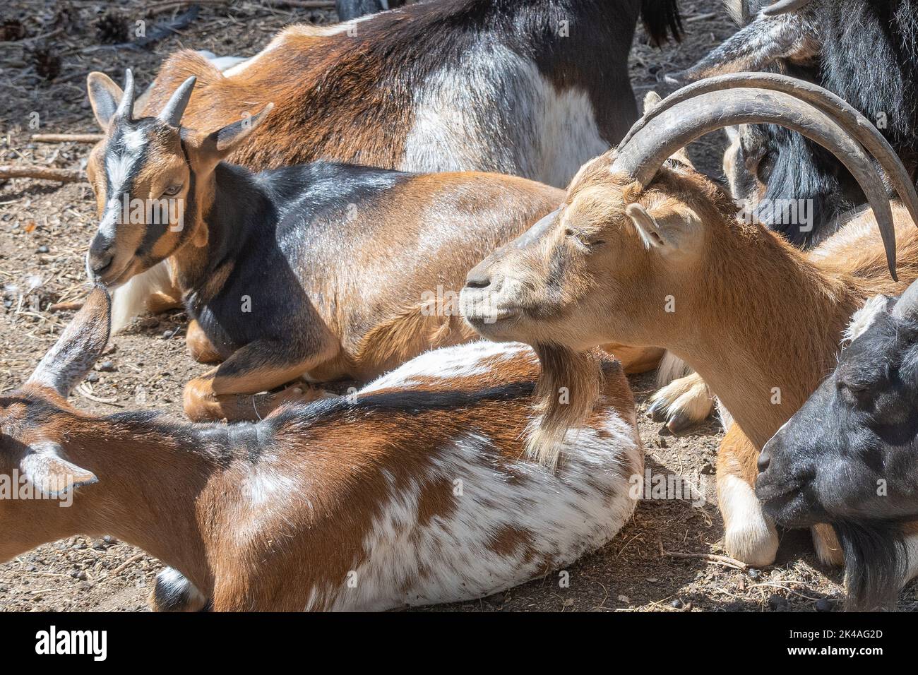 The group of goats in the farm Stock Photo - Alamy