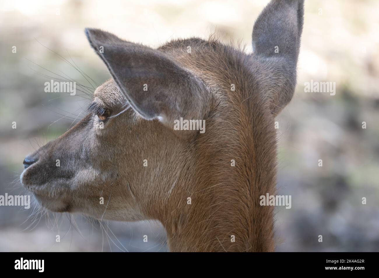 Rear deer hi-res stock photography and images - Alamy