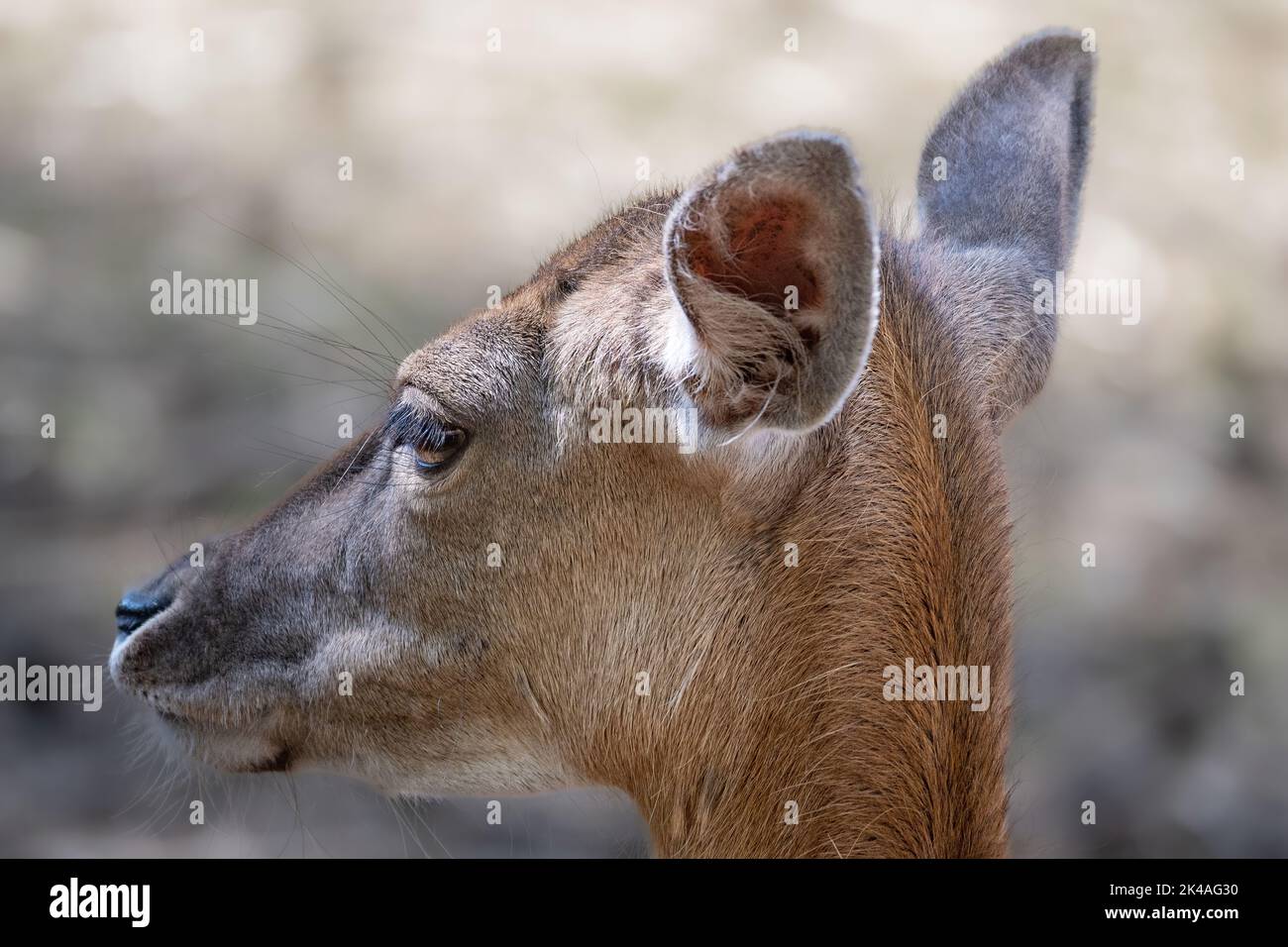 A rear shot of a baby deer on the farm Stock Photo - Alamy