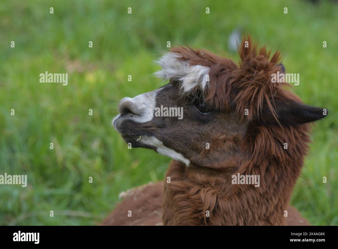 Alpaca isolated portrait in a farm in South Africa Stock Photo - Alamy