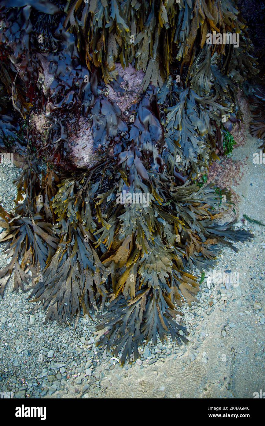 Serrated wrack ( fucus serratus) and other algae on Atlantic rocky ...