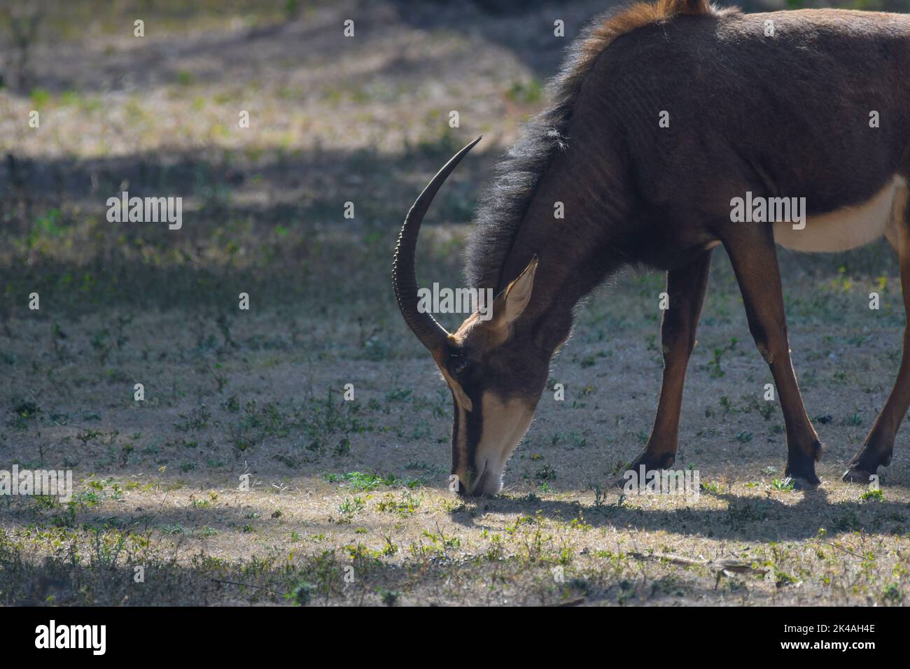Giant Sable Antelope Baby