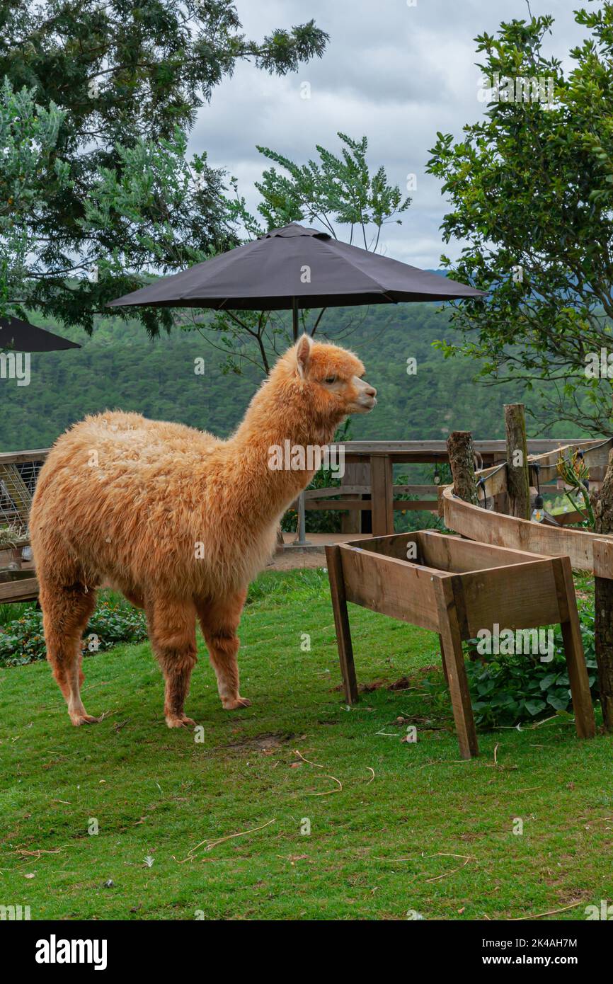 Alpaca in farm with green lawn Stock Photo - Alamy