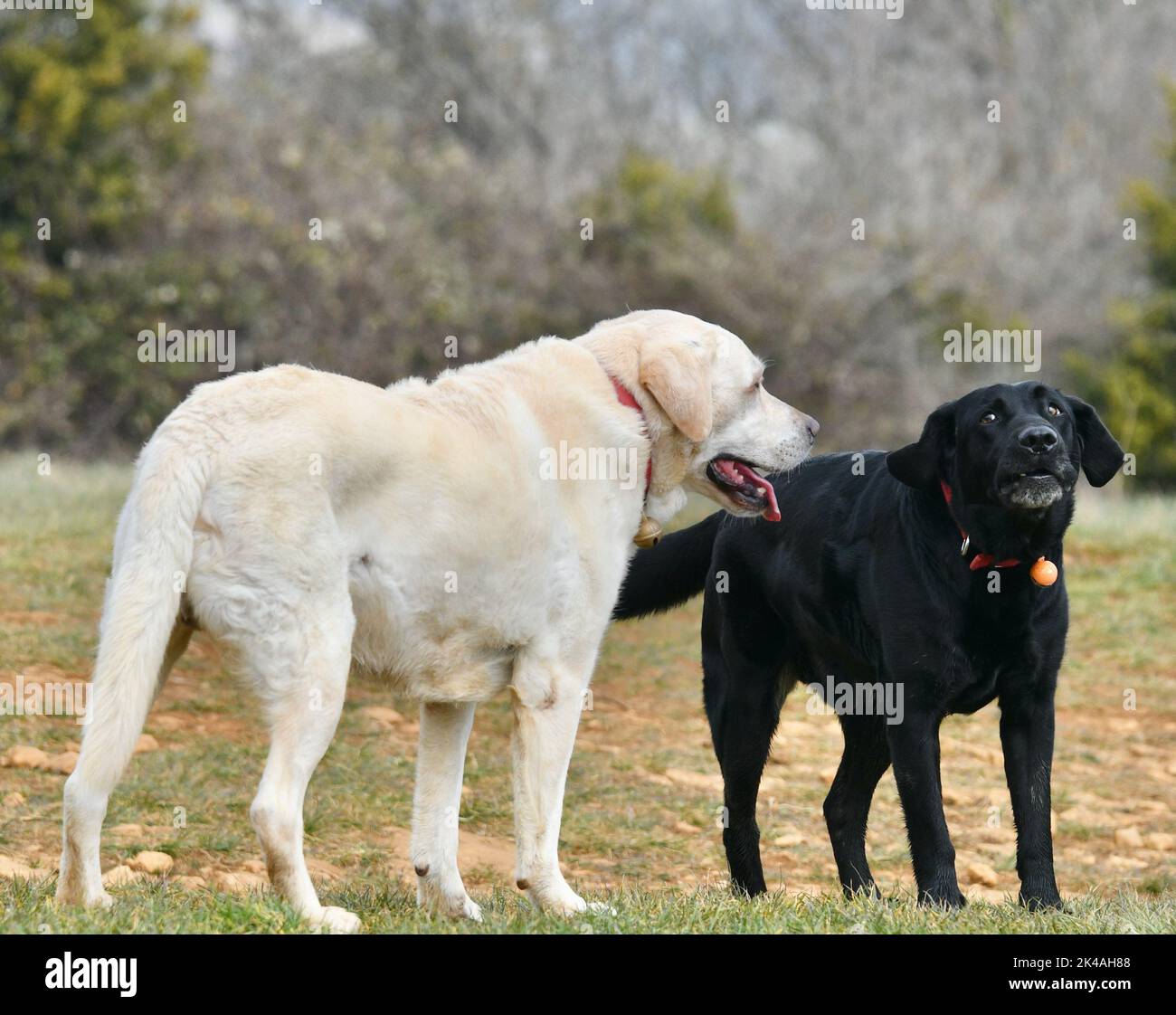 Heated discussions between 2 old labrador retriever dogs in the ...