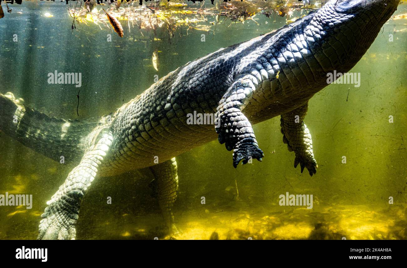 A Crocodile inside water through Glass window in Crocodile Park of ...