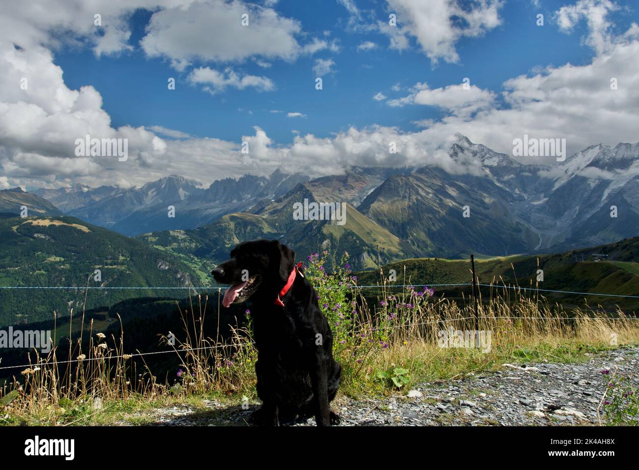 Black labrador retriever dog sitting in front of the famous Mount Blanc ...