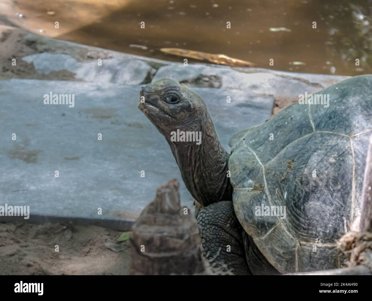 A big turtle looking in the camera in the crocodile park of Chennai ...