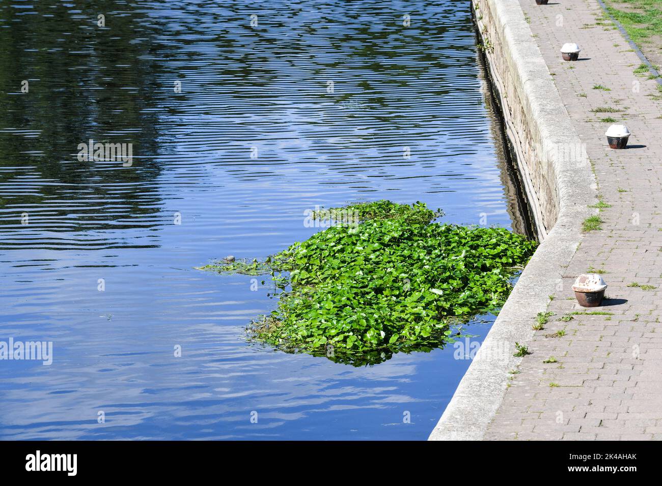 weed floating on the river soar in leicestershire Stock Photo - Alamy