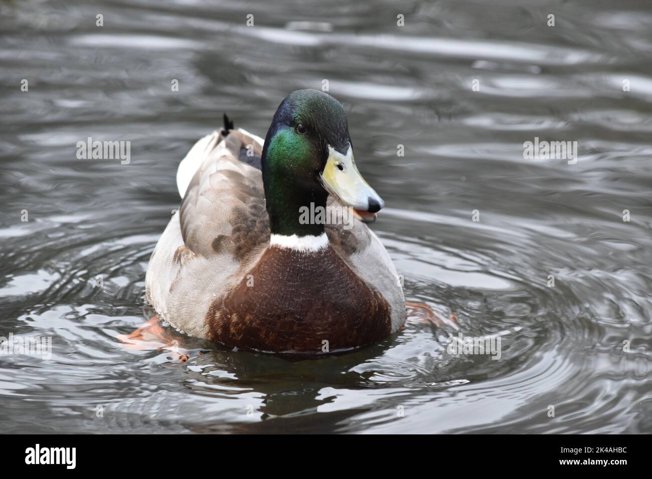 Duck , Kilkenny Castle Park,Kilkenny, Ireland Stock Photo - Alamy