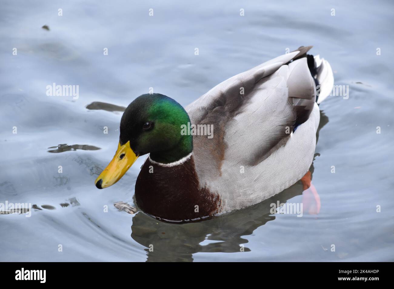 Duck , Kilkenny Castle Park,Kilkenny, Ireland Stock Photo - Alamy