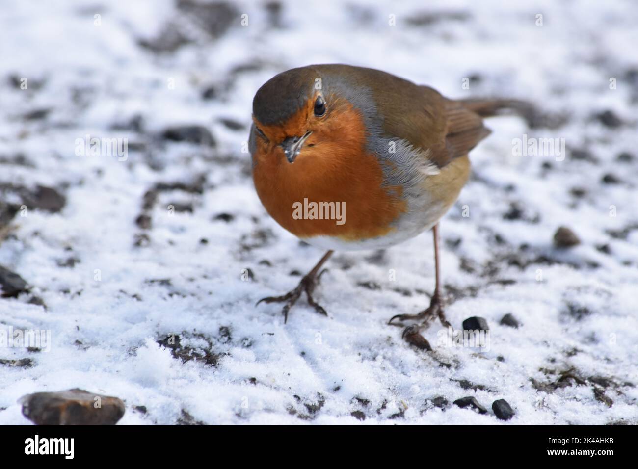 Robin on snow, Kilkenny Castle Park, Kilkenny, Ireland Stock Photo - Alamy
