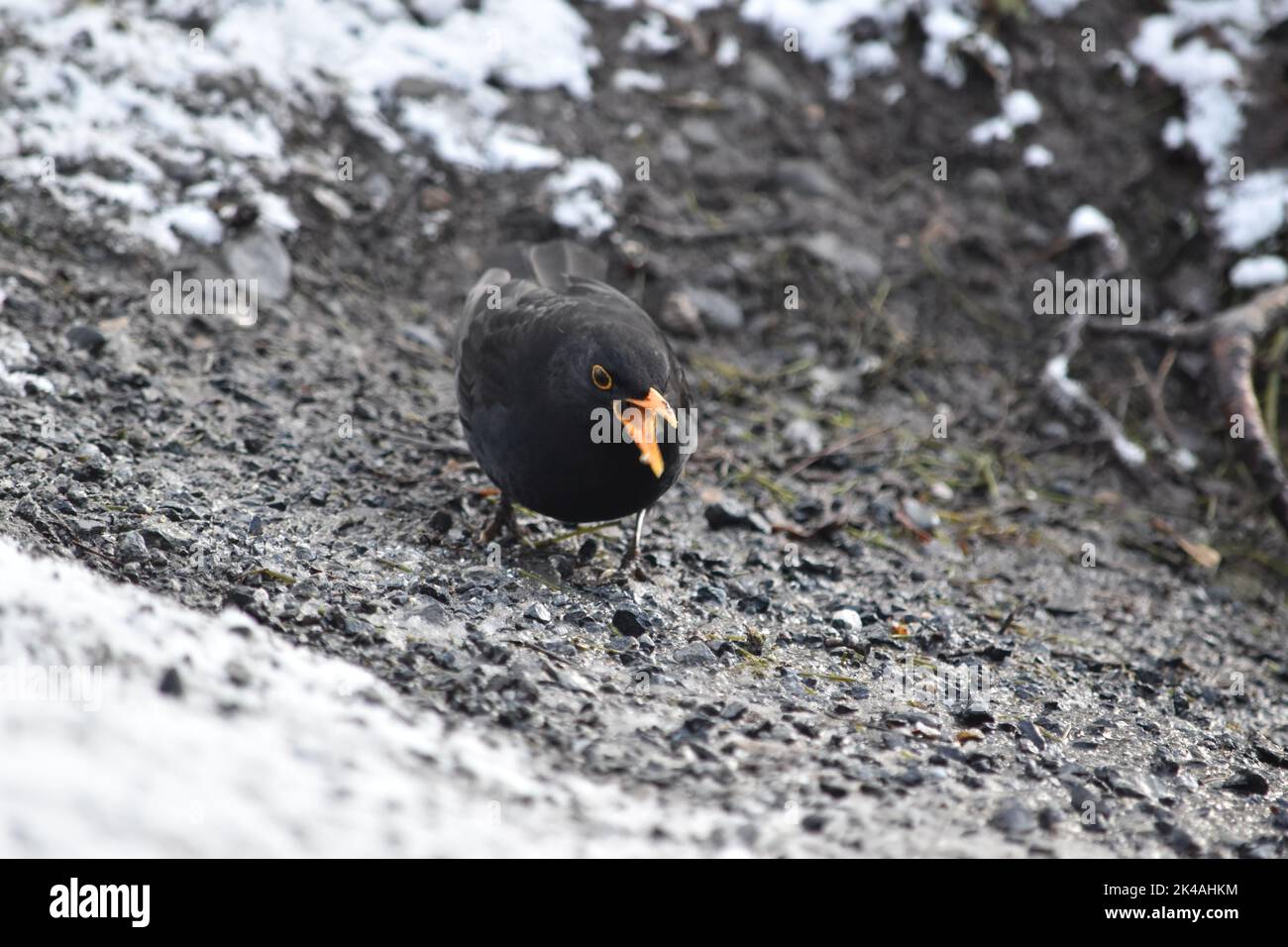 Common blackbird, Kilkenny Castle Park, kilkenny, Ireland Stock Photo ...