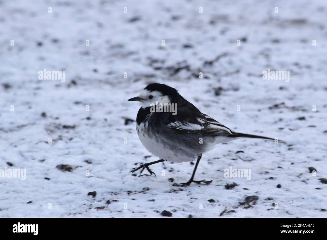 The white wagtail, Kilkenny castle Park, Kilkenny, Ireland Stock Photo ...