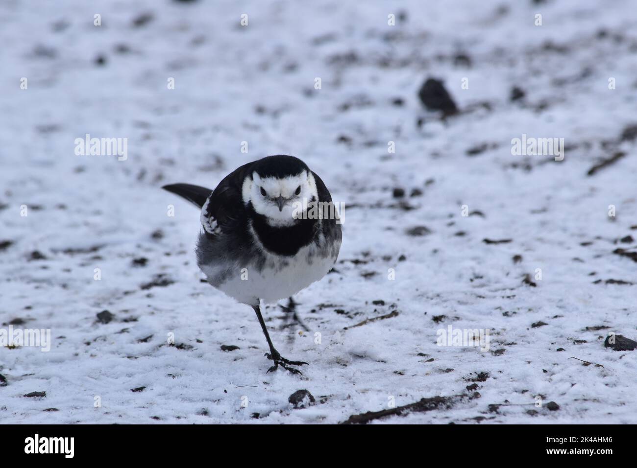 The white wagtail, Kilkenny castle Park, Kilkenny, Ireland Stock Photo ...