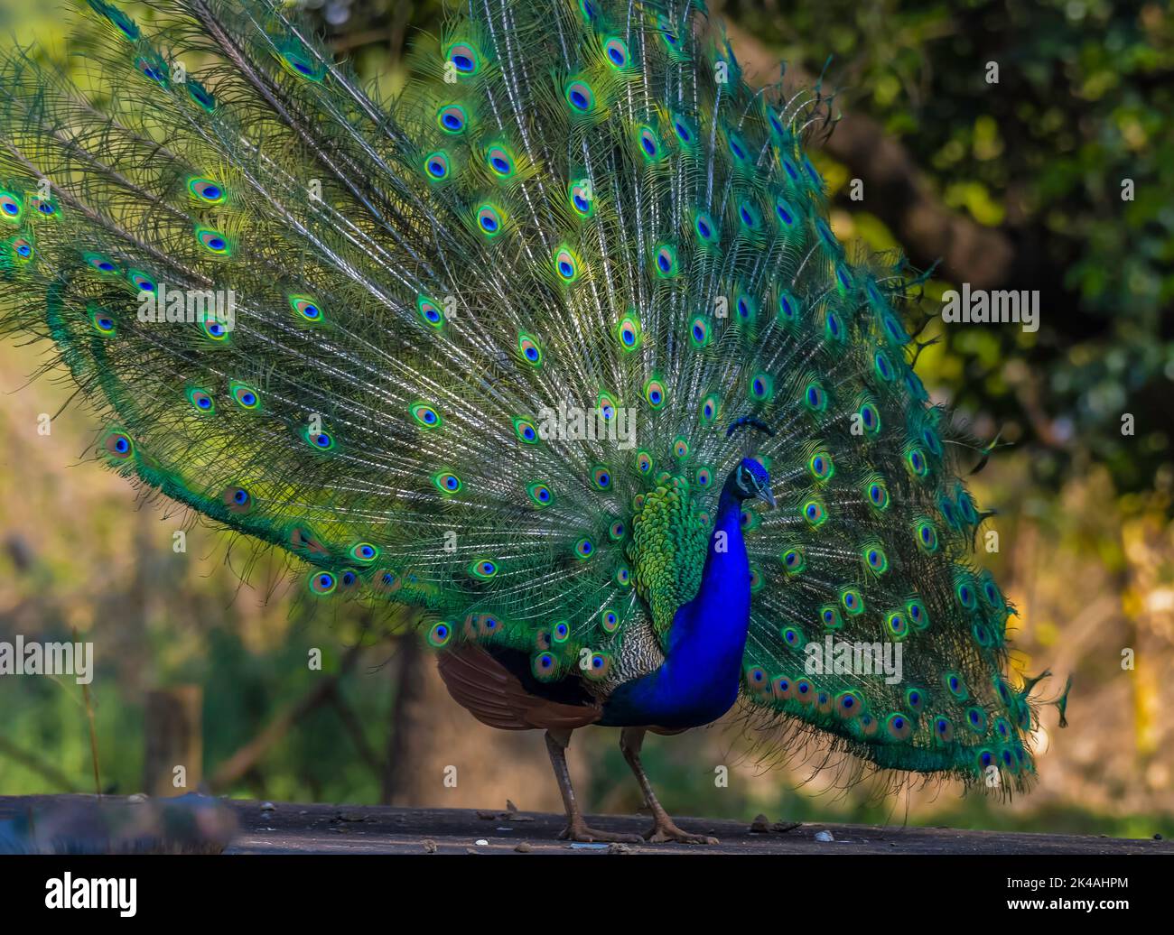 Peacock or male peafowl dancing during courtship and displaying ...