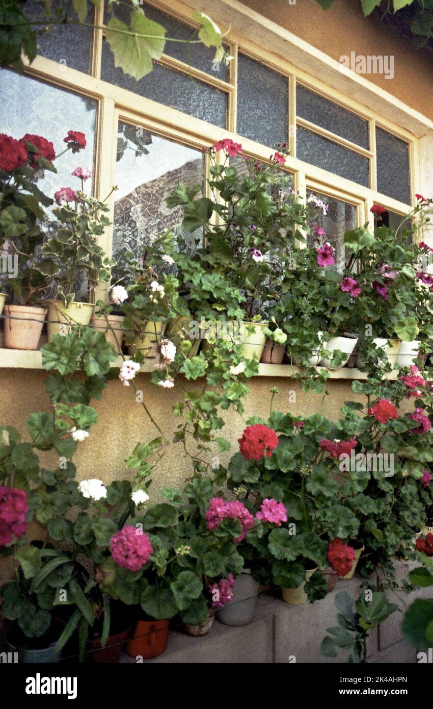 Variety of potted geranium plants outside of a private residence in ...