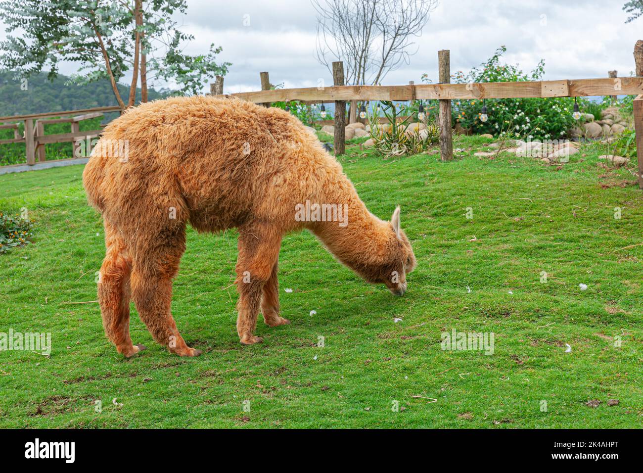 Alpaca eat grass in farm with green lawn Stock Photo - Alamy