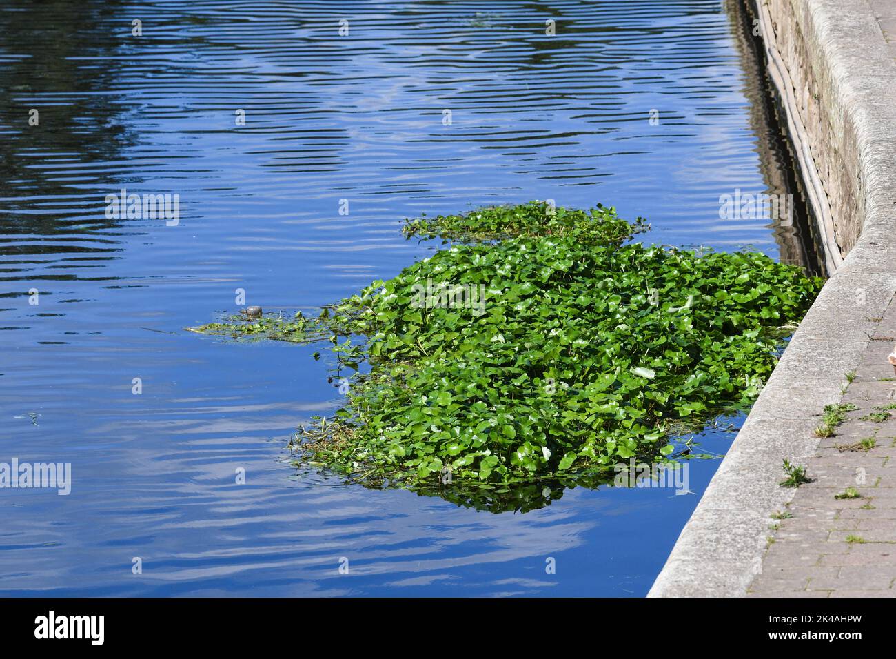 weed floating on the river soar in leicestershire Stock Photo - Alamy