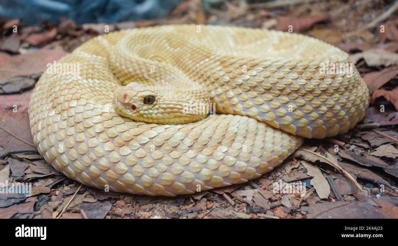 Golden lancehead viper hi-res stock photography and images - Alamy