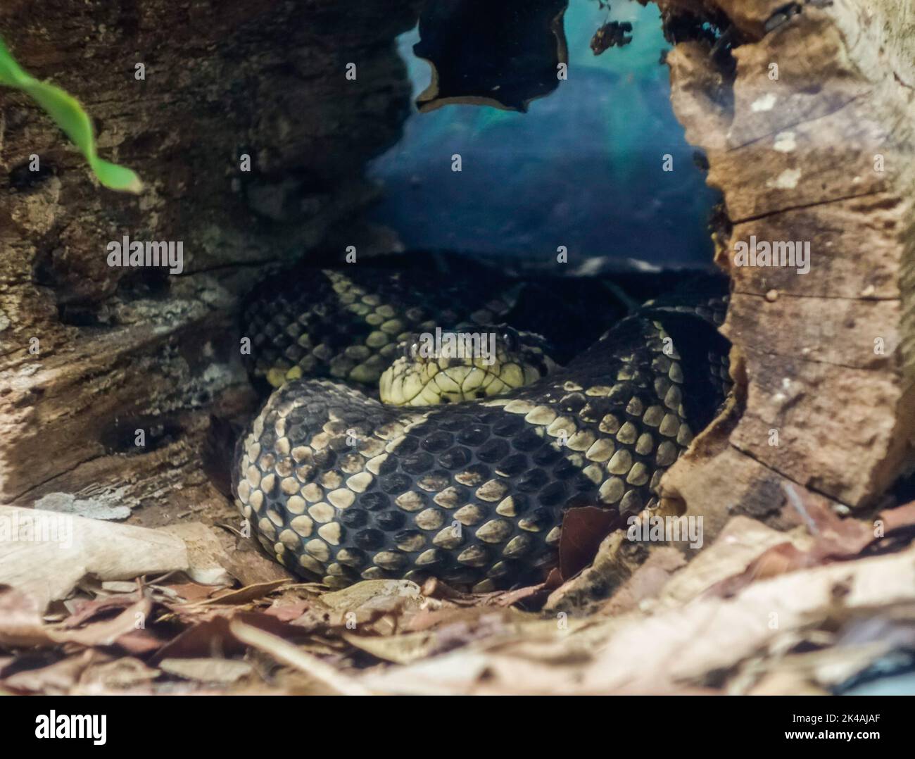 Bothrops cotiara hi-res stock photography and images - Alamy