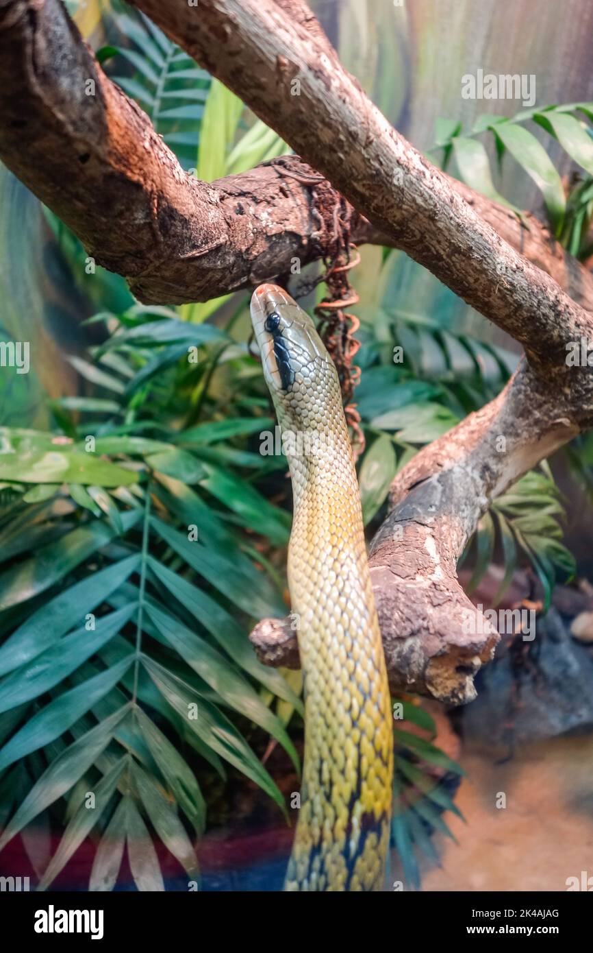 beautiful colored snake rising up its head, in captivity Stock Photo ...