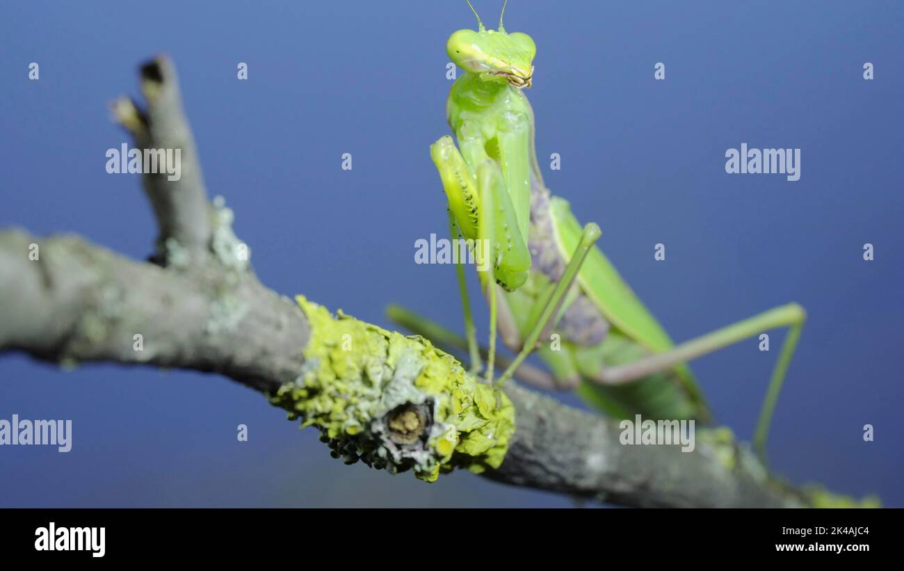 Transcaucasian tree mantis hi-res stock photography and images - Alamy