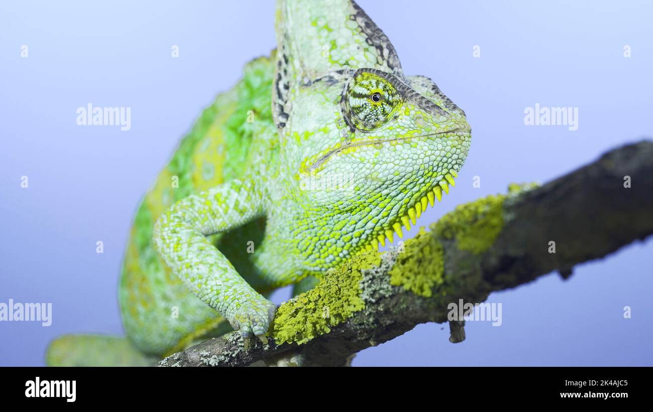 Adult green Veiled chameleon (Chamaeleo calyptratus) sits on a tree ...