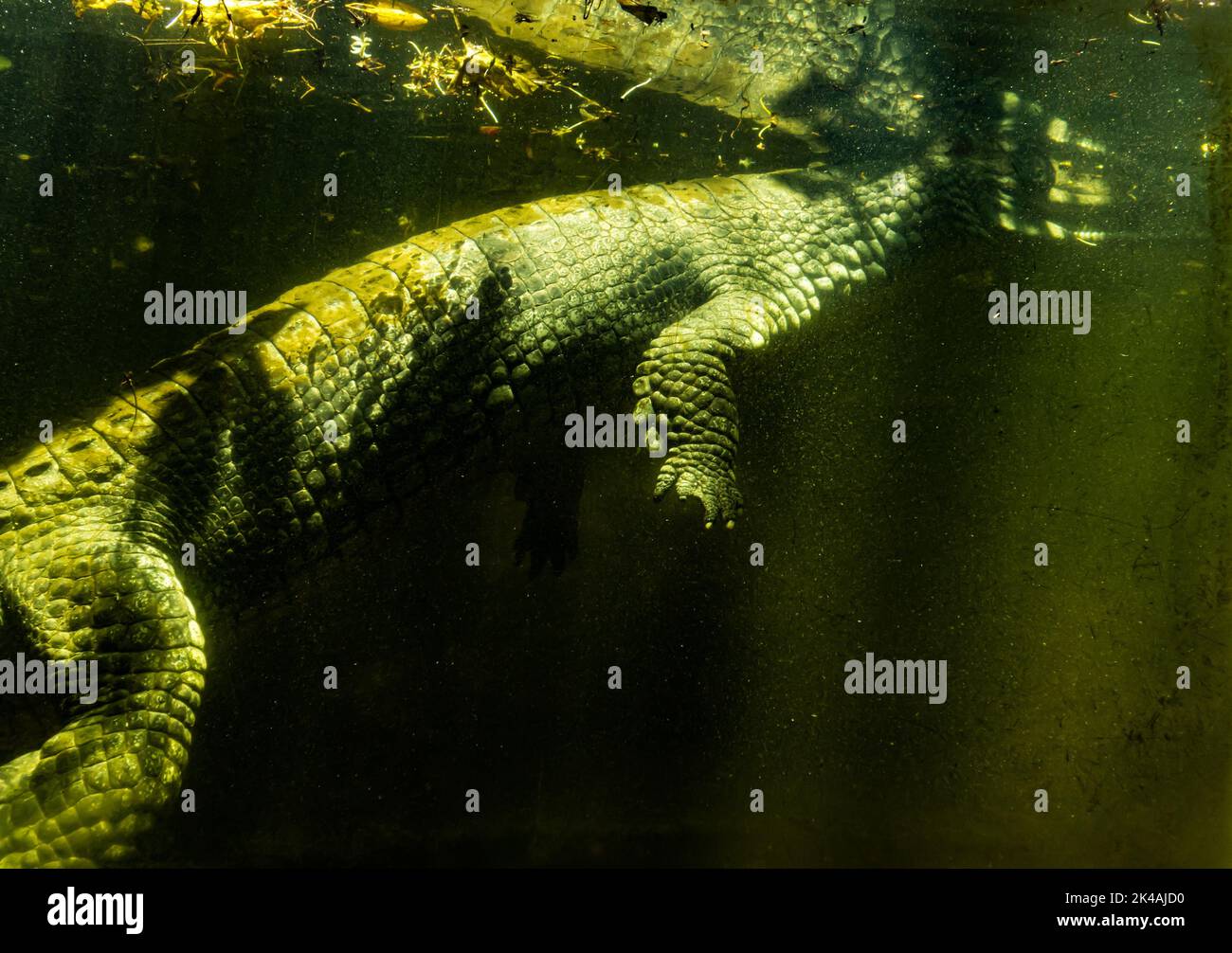 A Crocodile inside water through Glass window in Crocodile Park of ...